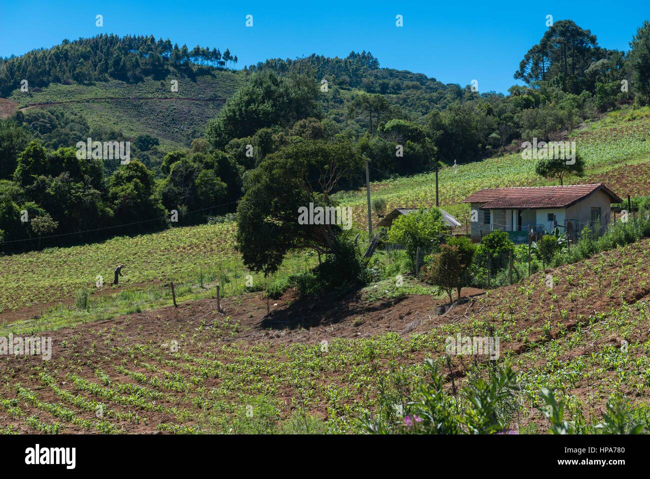 Small farm in the mountains near Camanducaia, Minas Gerais State ...