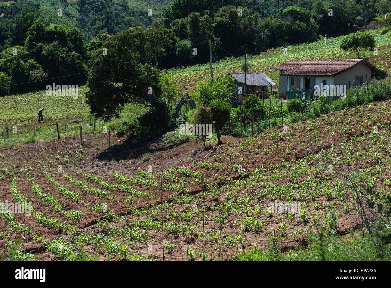 Small farm in the mountains near Camanducaia, Minas Gerais State ...