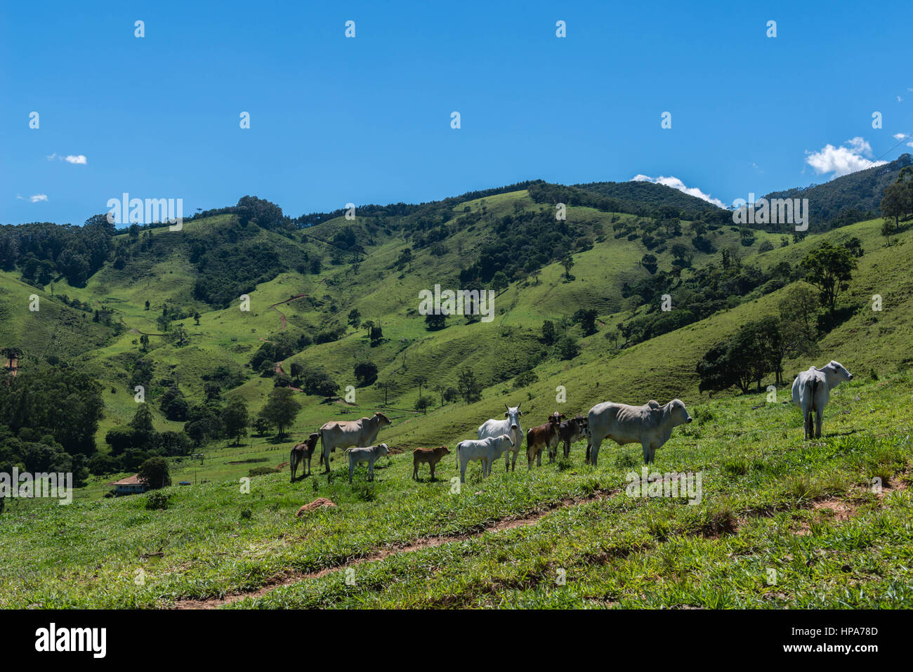 Serra da Mantiqeuira, mountainous landcape between Monte Verde and ...