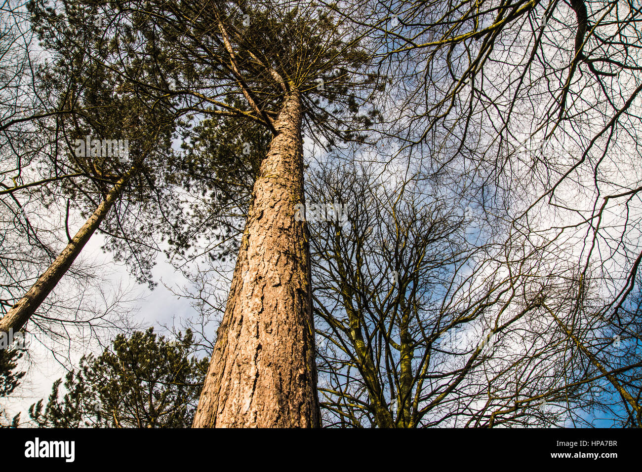 climb my tree high looking Stock Photo - Alamy