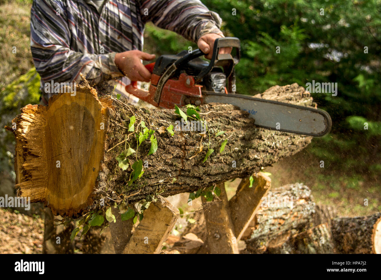 Man using chainsaw to cut through log Stock Photo - Alamy