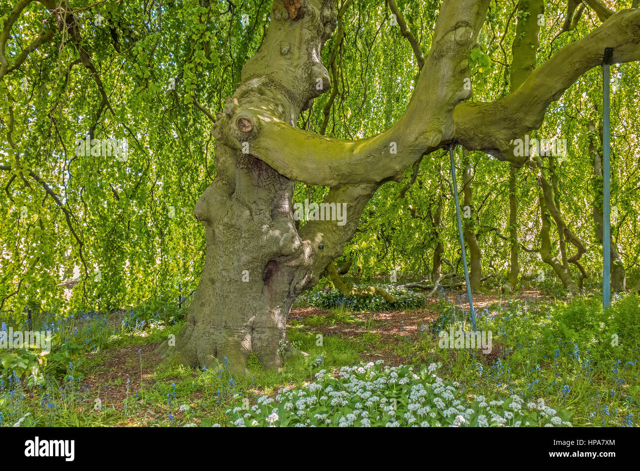 European Beech Tree, Pendula, Fagus sylvatica, Kew Gardens London UK ...