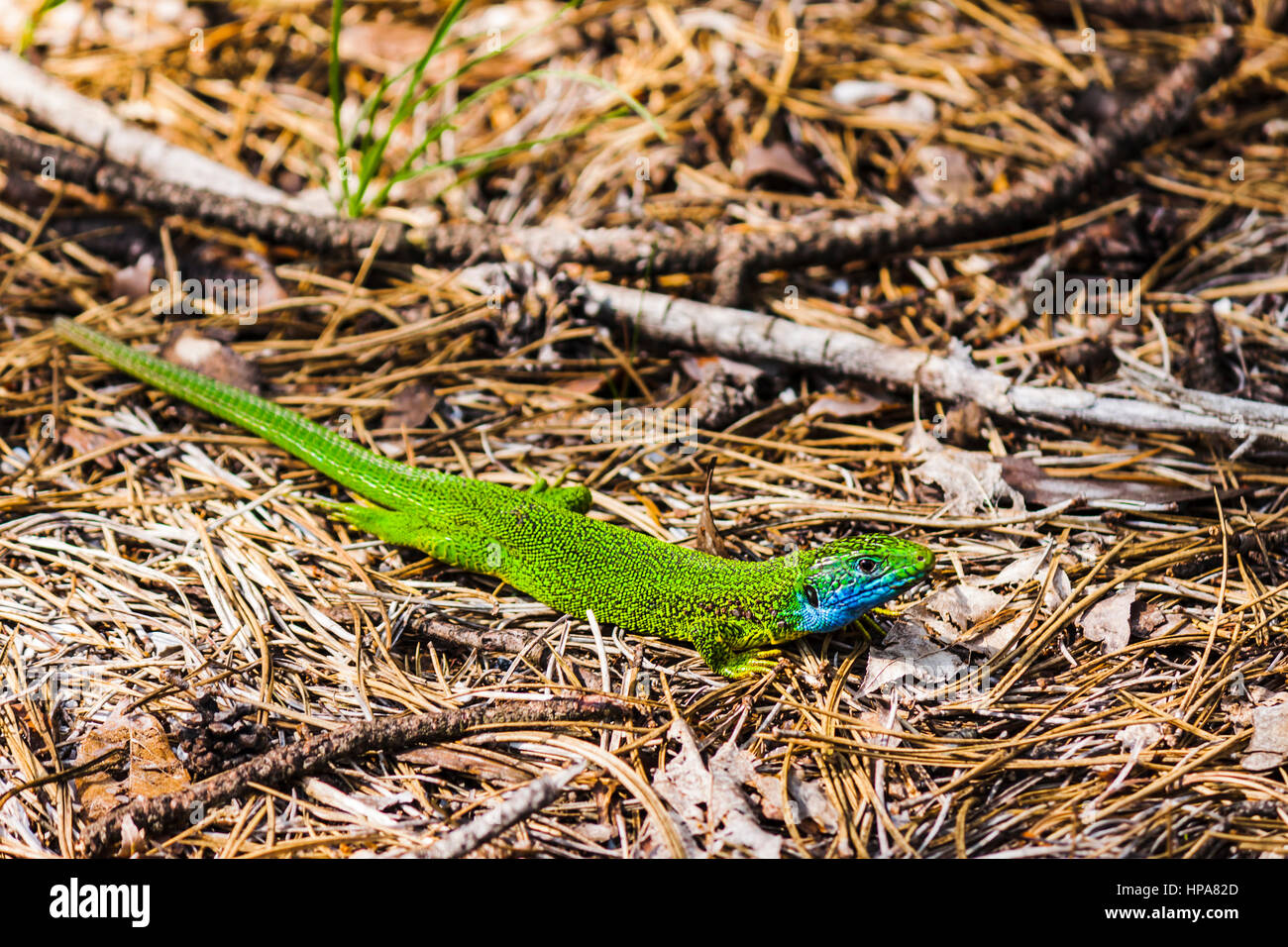 Green lizard in the nature Stock Photo - Alamy