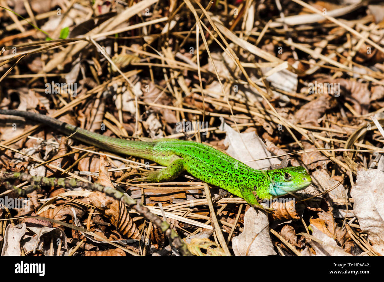 Green lizard in the nature Stock Photo - Alamy