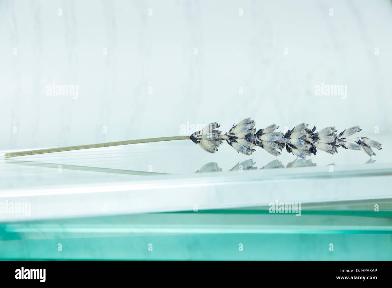 Single lavender flower hi-res stock photography and images - Alamy