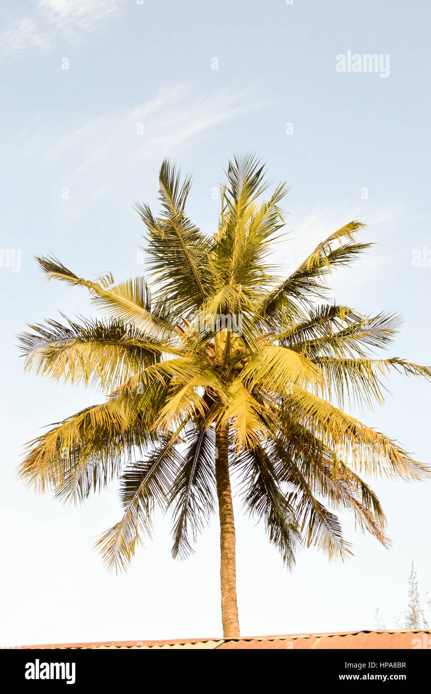 Palm tree seen from the bottom with branches of other palm trees of all ...