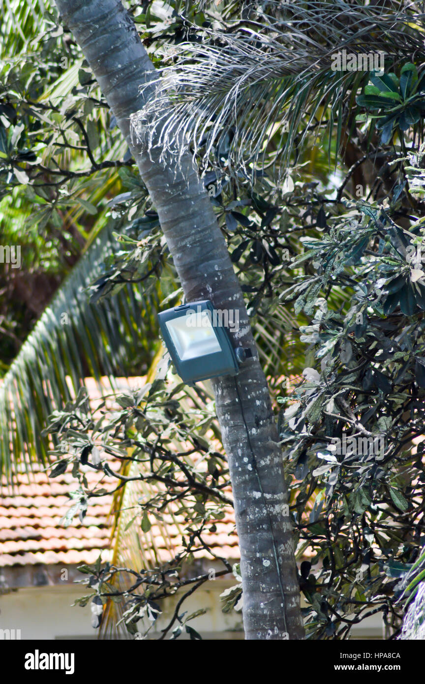 Led spot fixing on a palm tree in a garden of Bamburi in Kenya Stock ...