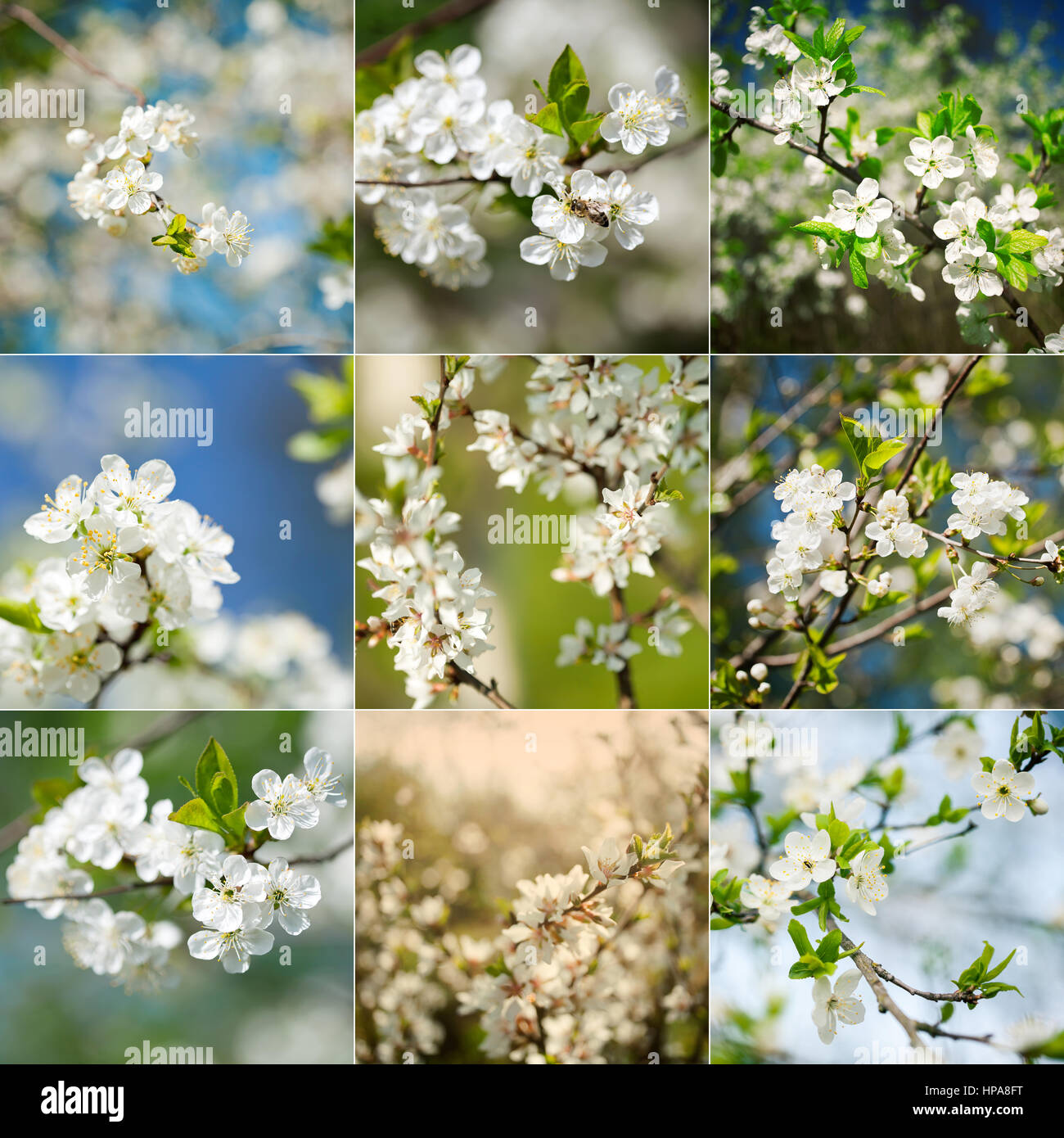 Beautiful spring blossoming plum tree closeups, low dof Stock Photo - Alamy