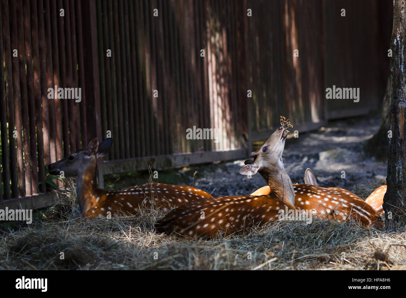 deer eating berries laying on ground in zoo Stock Photo - Alamy