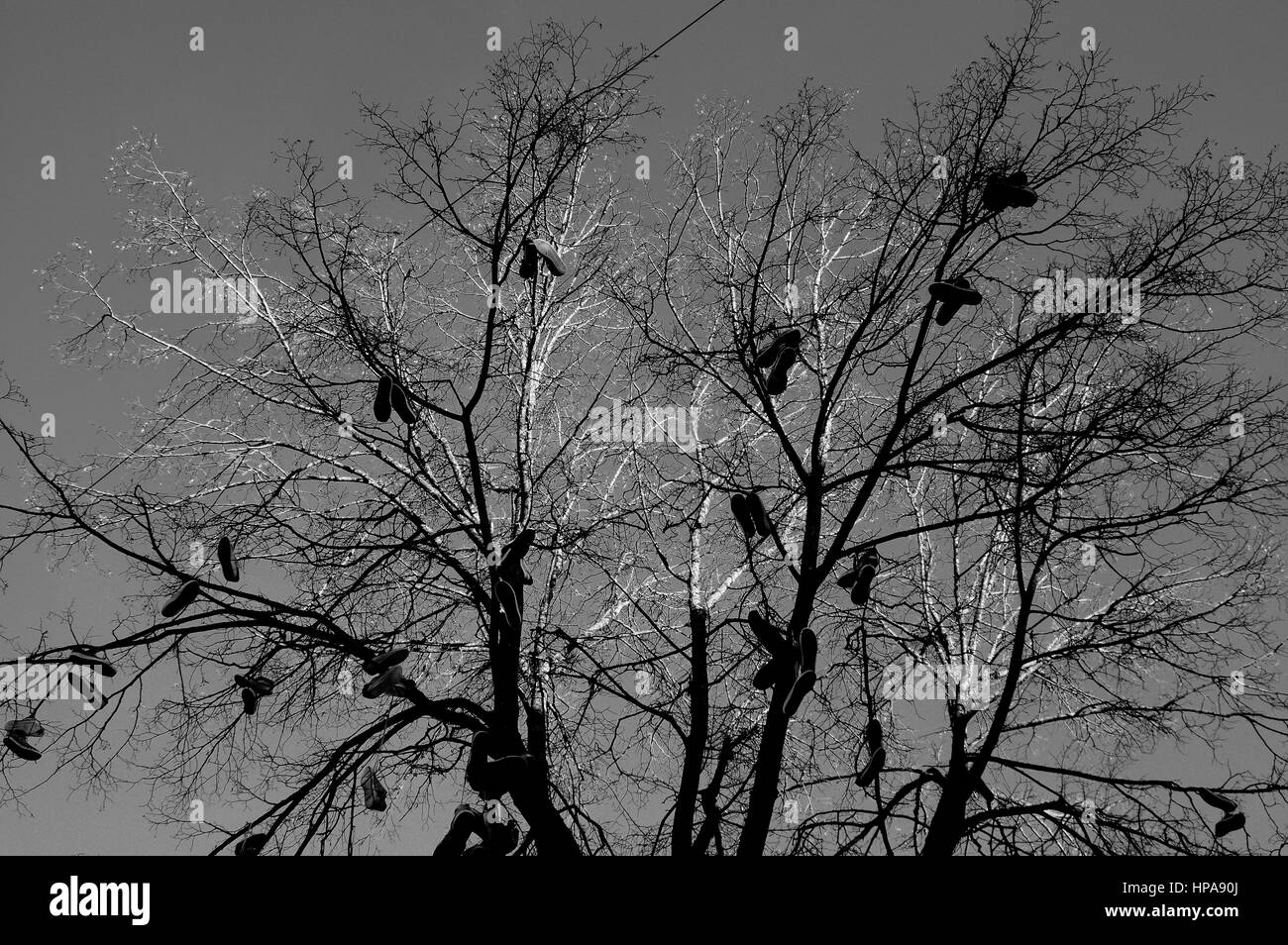 Branches, Tree, Shoes Stock Photo - Alamy