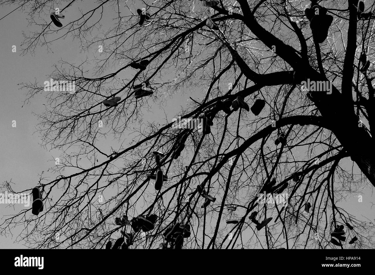 Branches, Tree, Shoes Stock Photo - Alamy