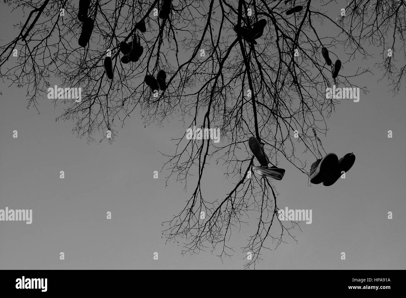 Branches, Tree, Shoes Stock Photo - Alamy