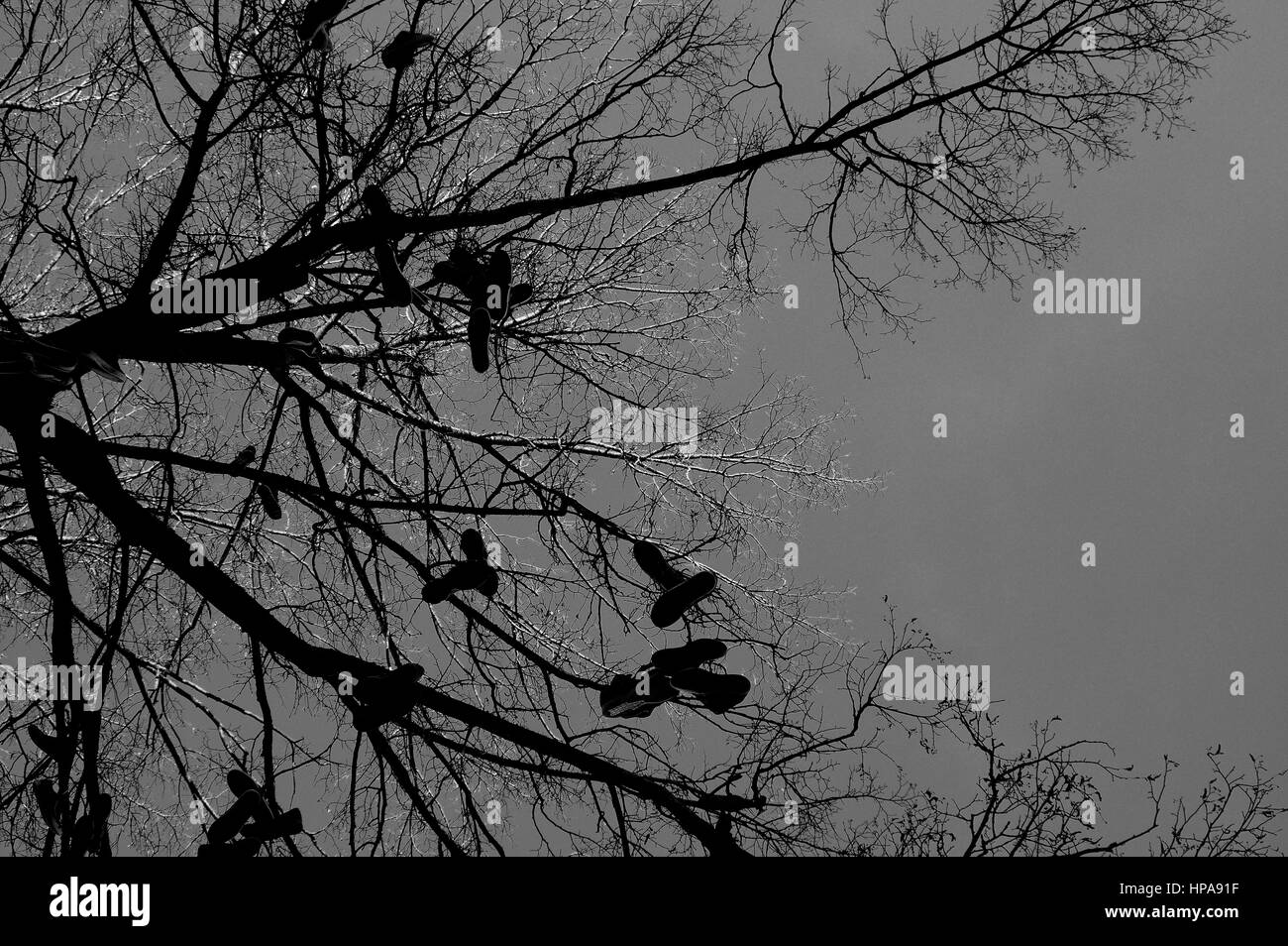 Branches, Tree, Shoes Stock Photo - Alamy