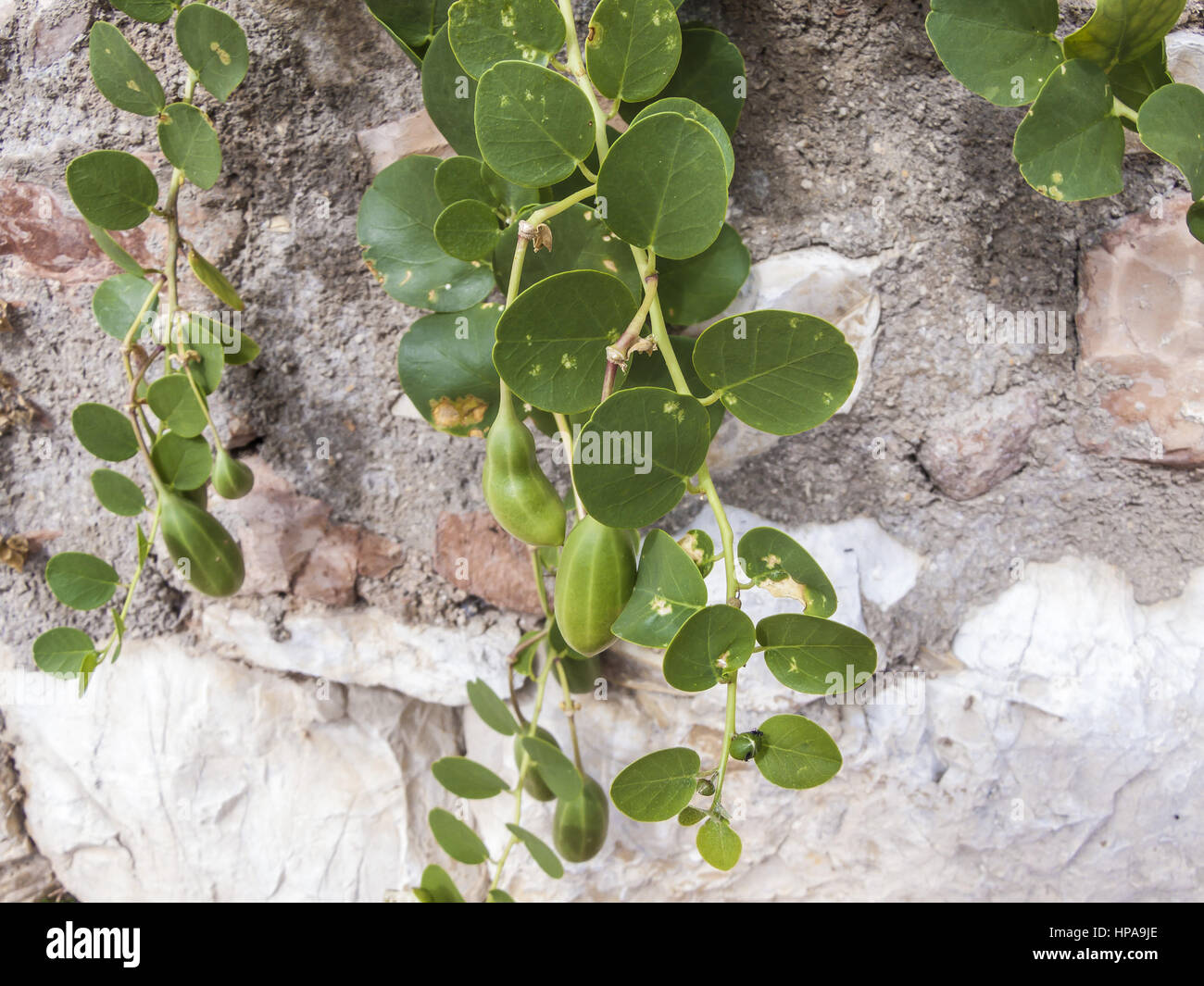 Bush caper, caper flowers Bush caper, caper flowers Bush caper, caper ...