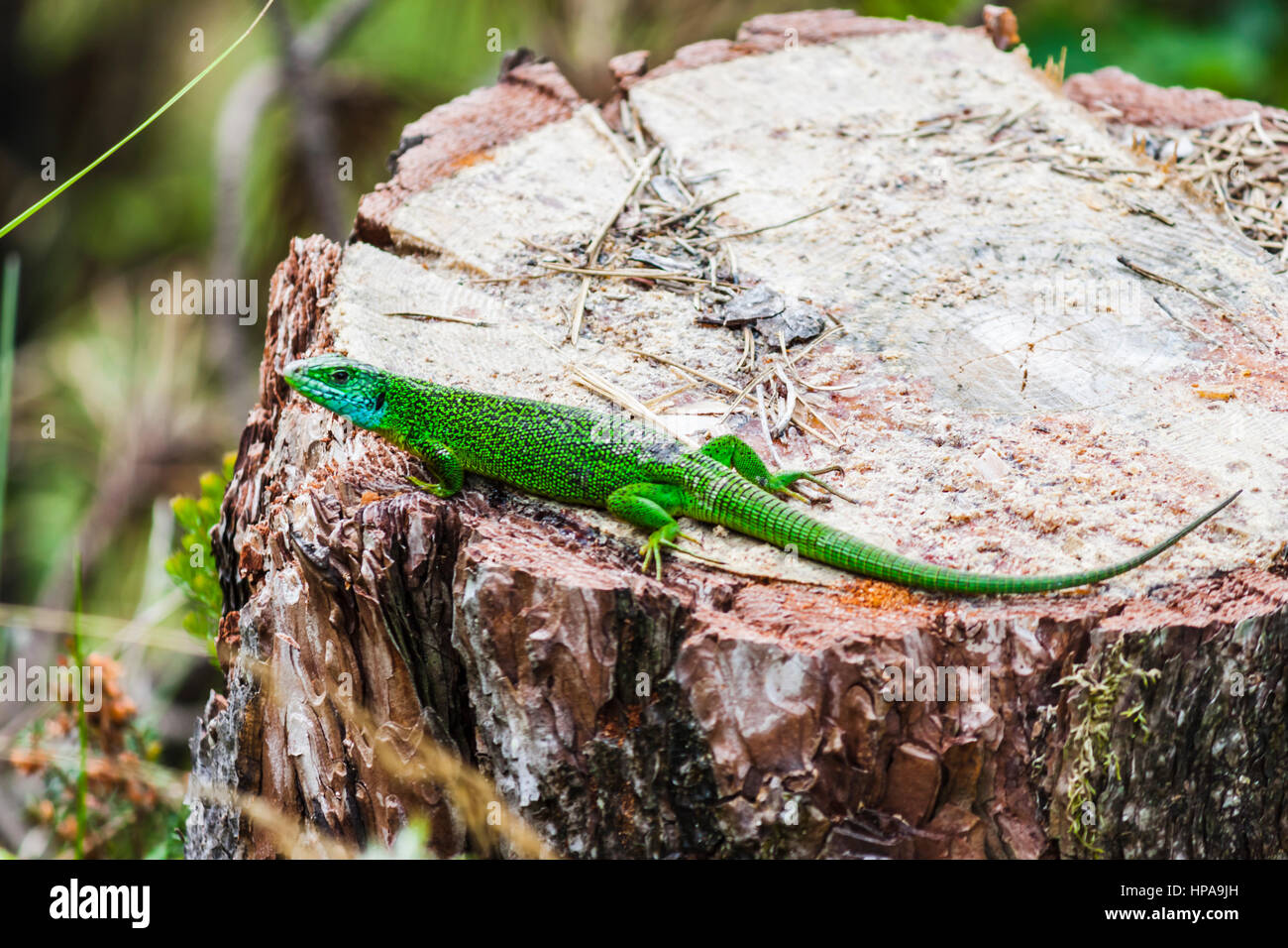 Green lizard in the nature Stock Photo - Alamy