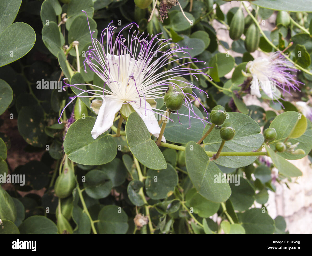 Sicily spinous hi-res stock photography and images - Alamy