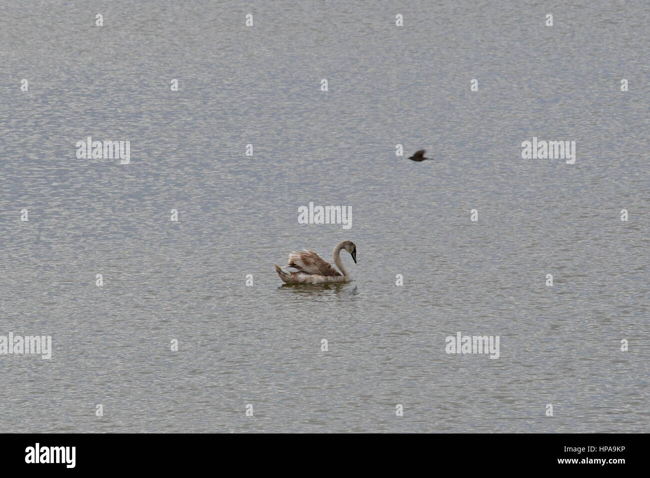 Argos, Greece,19TH February 2017. A Swan rests in wetland of Nea Kios ...