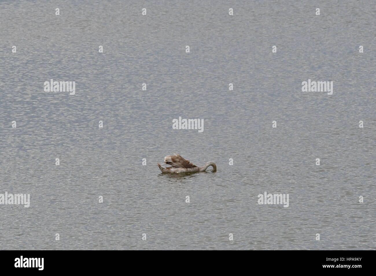 Argos, Greece,19TH February 2017. A Swan rests in wetland of Nea Kios ...