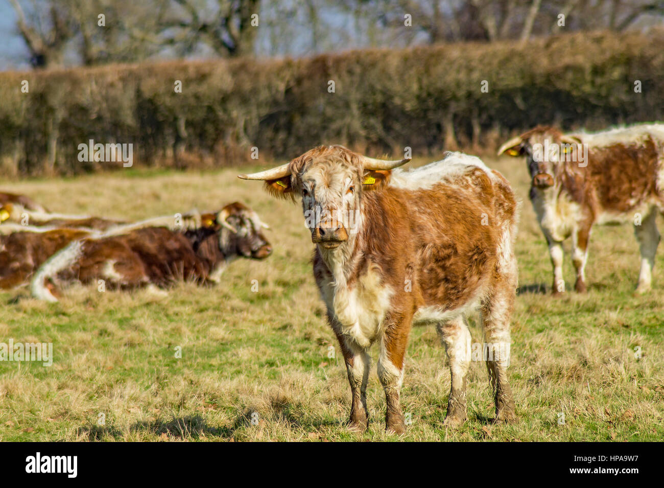 Cow looking at the camera hi-res stock photography and images - Alamy
