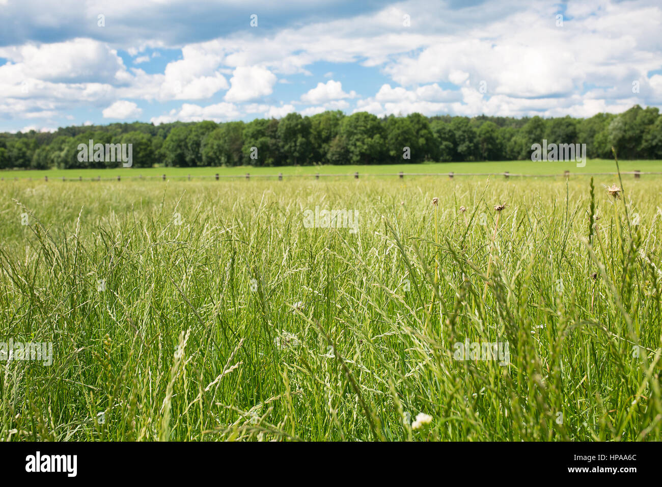Green pastures of horse farms. Countryside spring landscape Stock Photo ...