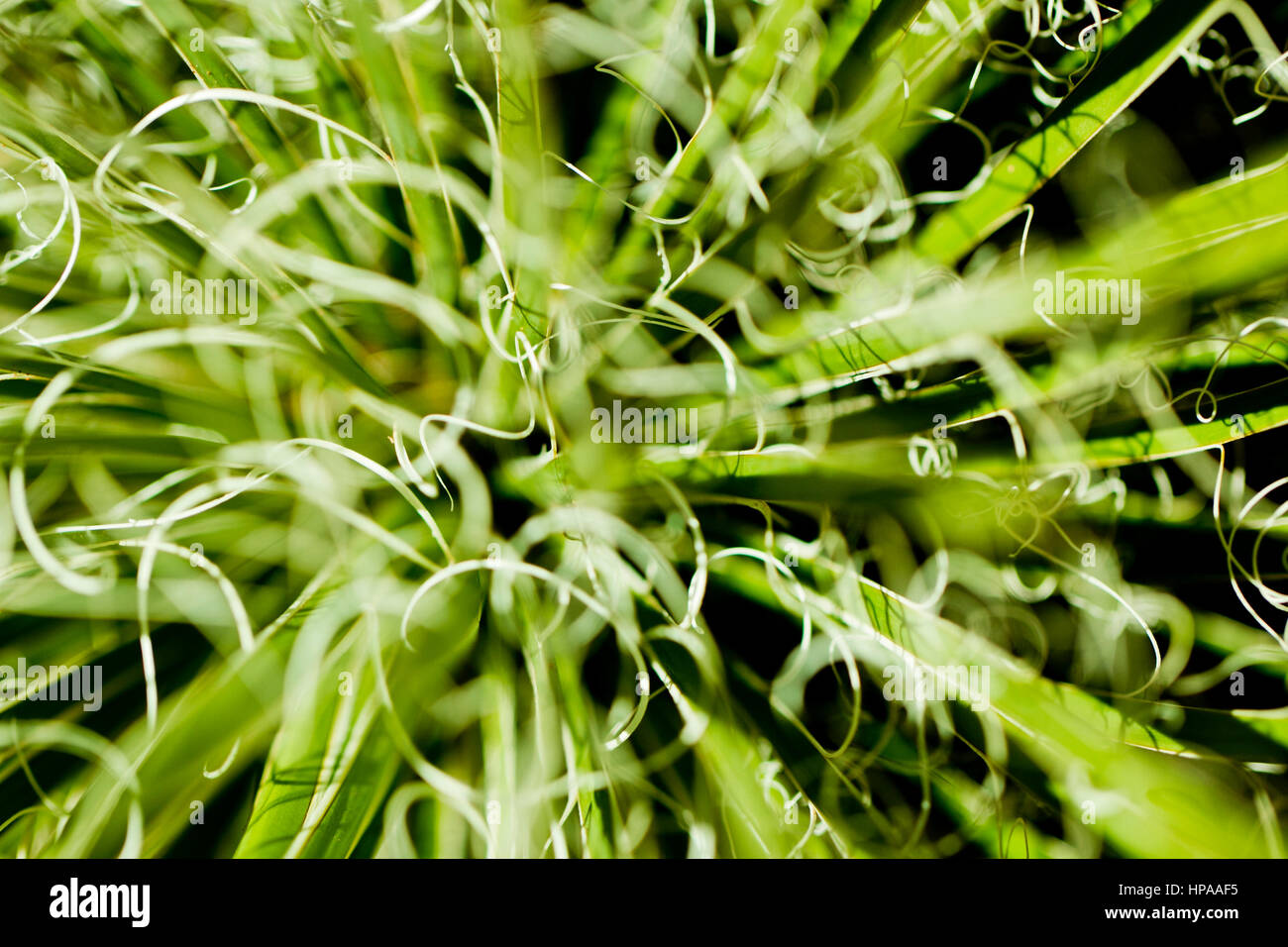 Swirl cactus hi-res stock photography and images - Alamy