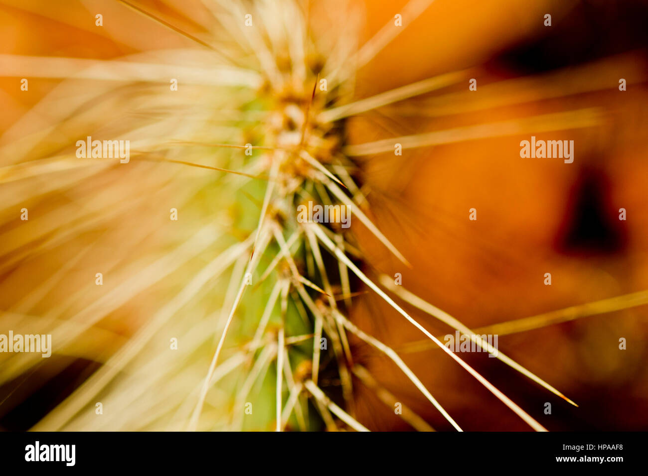 Swirl cactus hi-res stock photography and images - Alamy