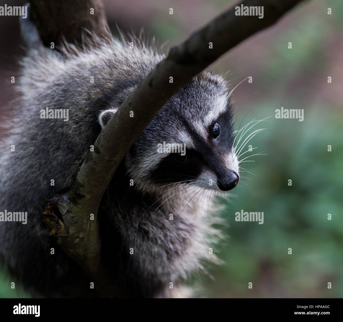 Raccoon eyes hi-res stock photography and images - Alamy