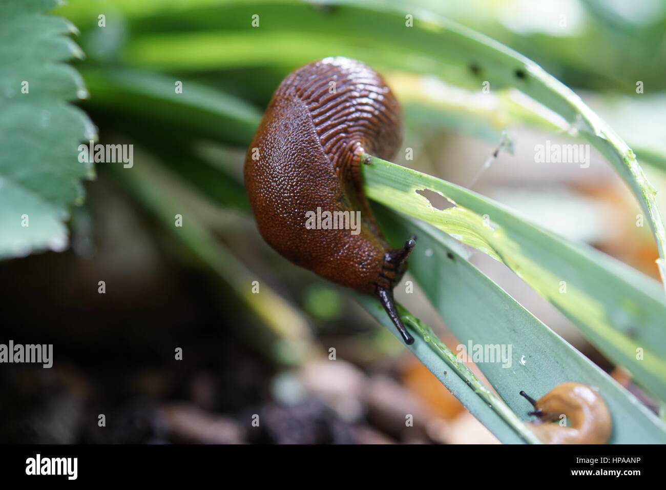 Garden slugs hi-res stock photography and images - Alamy