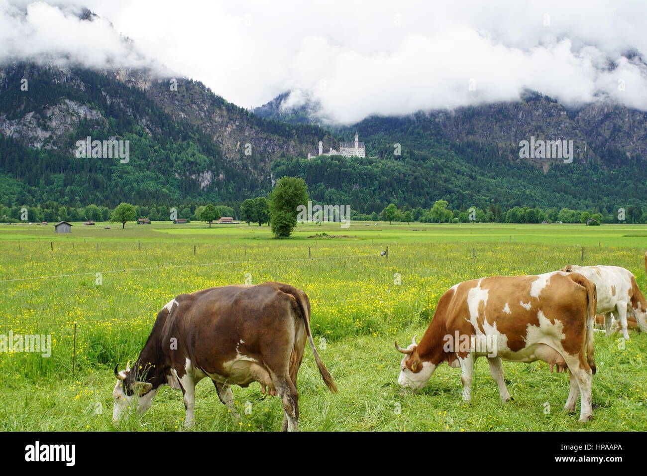 Cows and Castle-Germany Stock Photo - Alamy