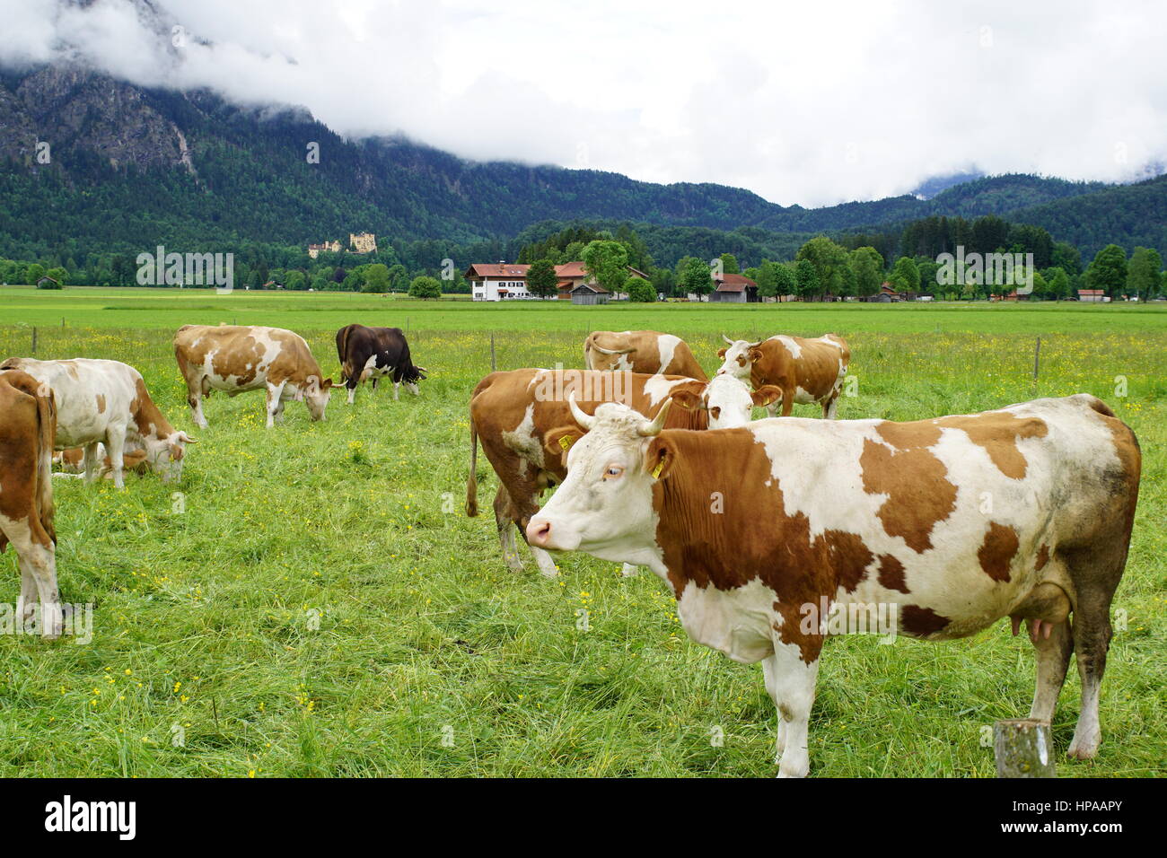 German meadow hi-res stock photography and images - Alamy