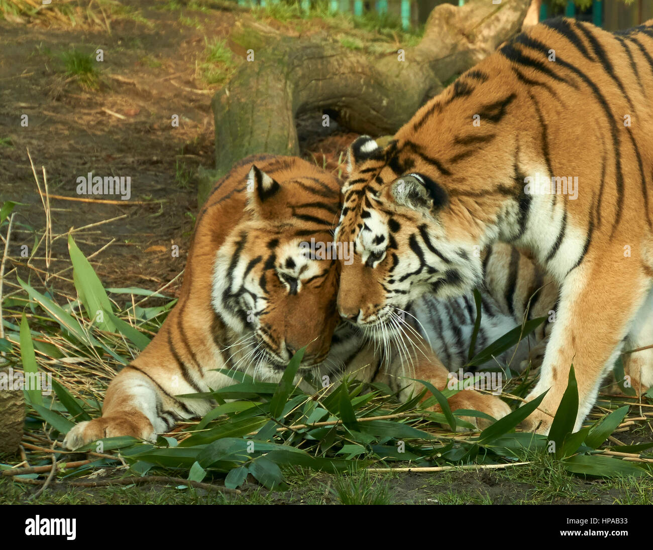 Tiger kiss hi-res stock photography and images - Alamy