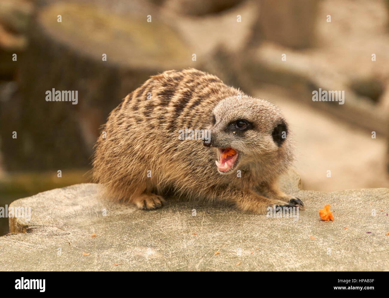 Angry meerkat protecting its food Stock Photo - Alamy