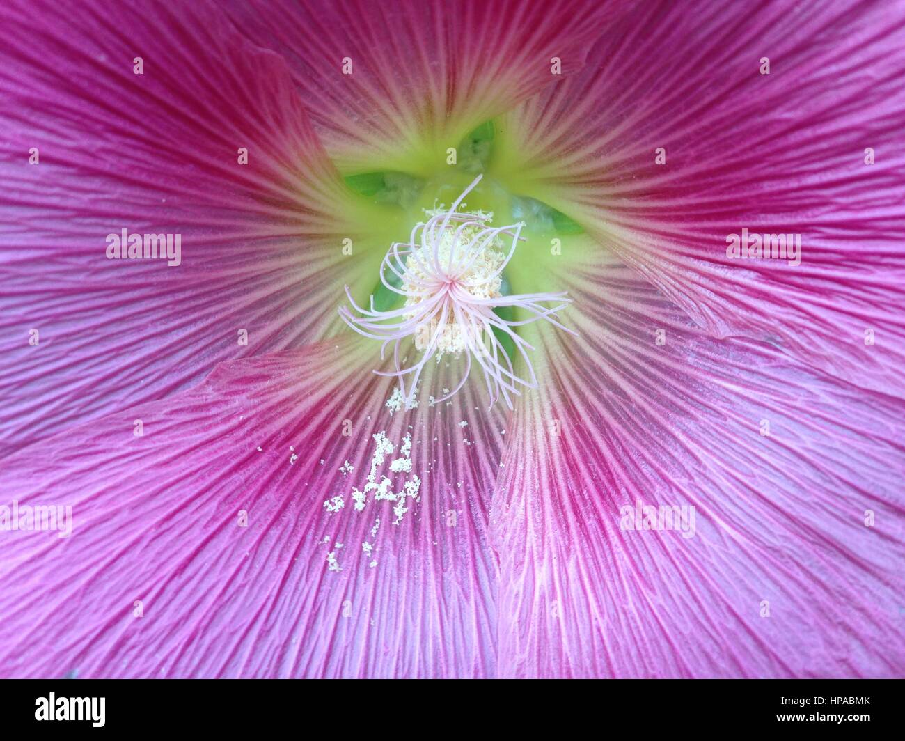 Hollyhock Flower with Pollen Detail Stock Photo - Alamy