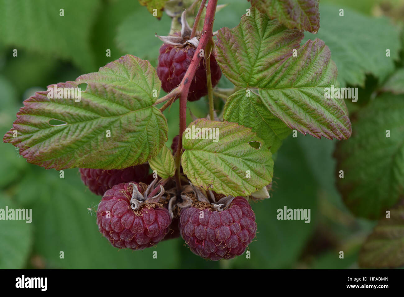 Organic Raspberries Growing on Cane Stock Photo - Alamy