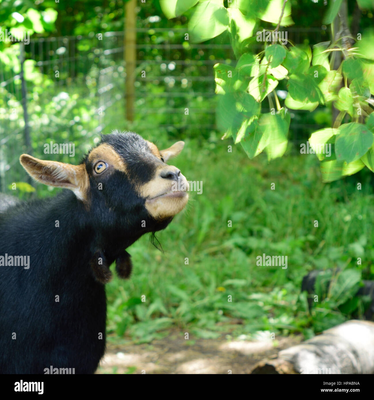 Nigerian Dwarf Goat Looking Up at Trembling Aspen Leaves Stock Photo ...