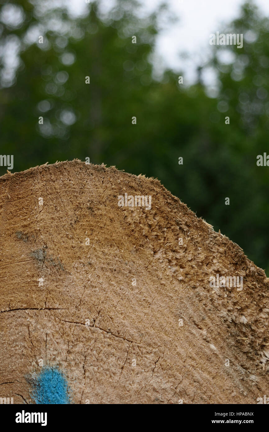 Log with paint hi-res stock photography and images - Alamy