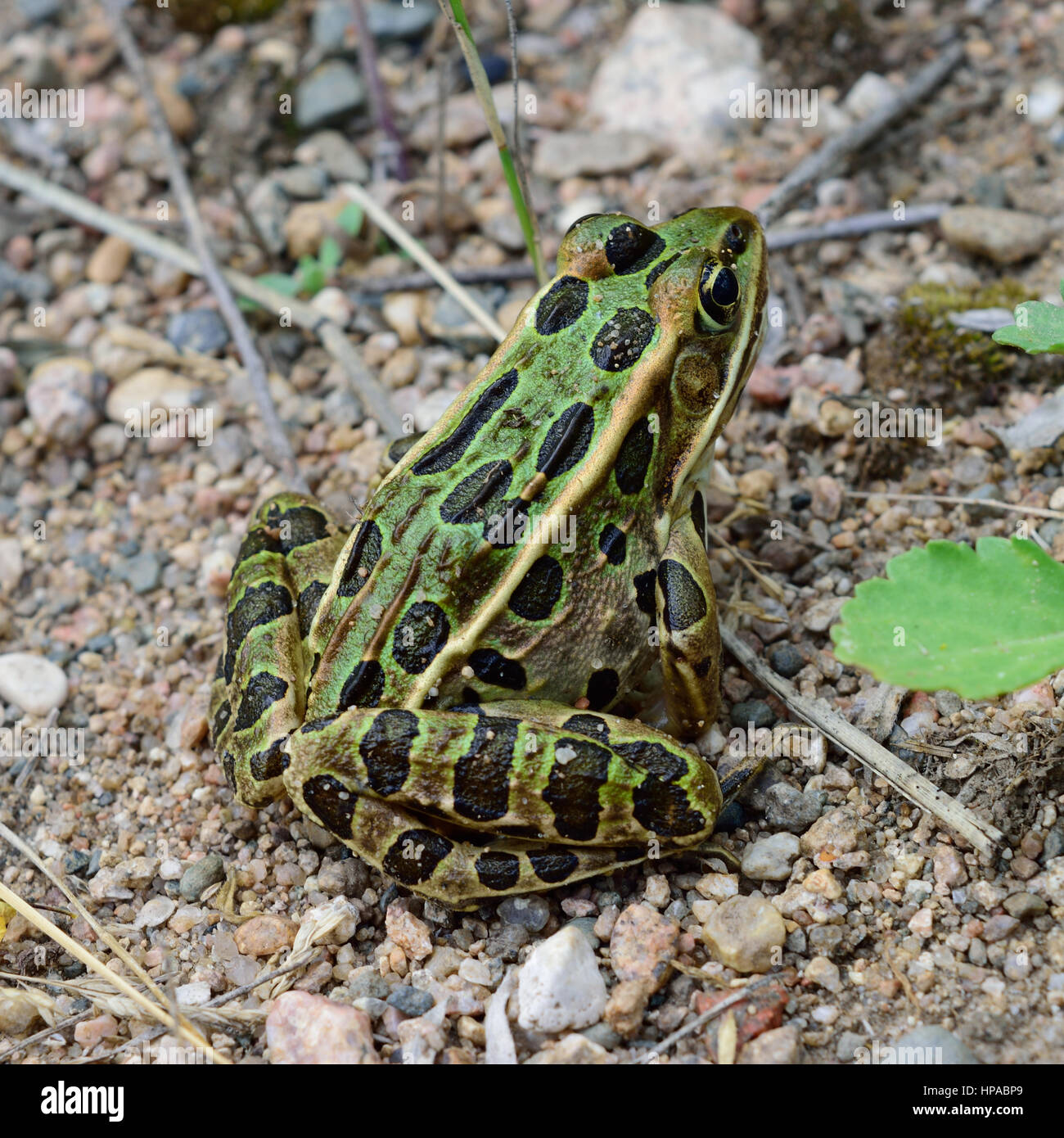 Closeup view of Northern leopard frog (Lithobates pipiens Stock Photo ...