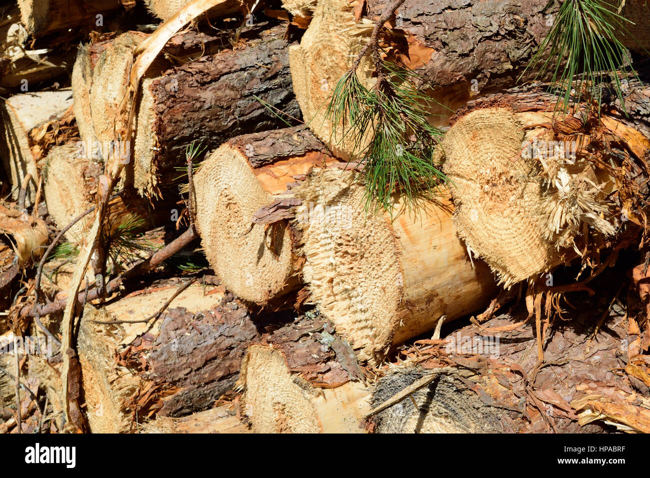 Cross section pinus hi-res stock photography and images - Alamy
