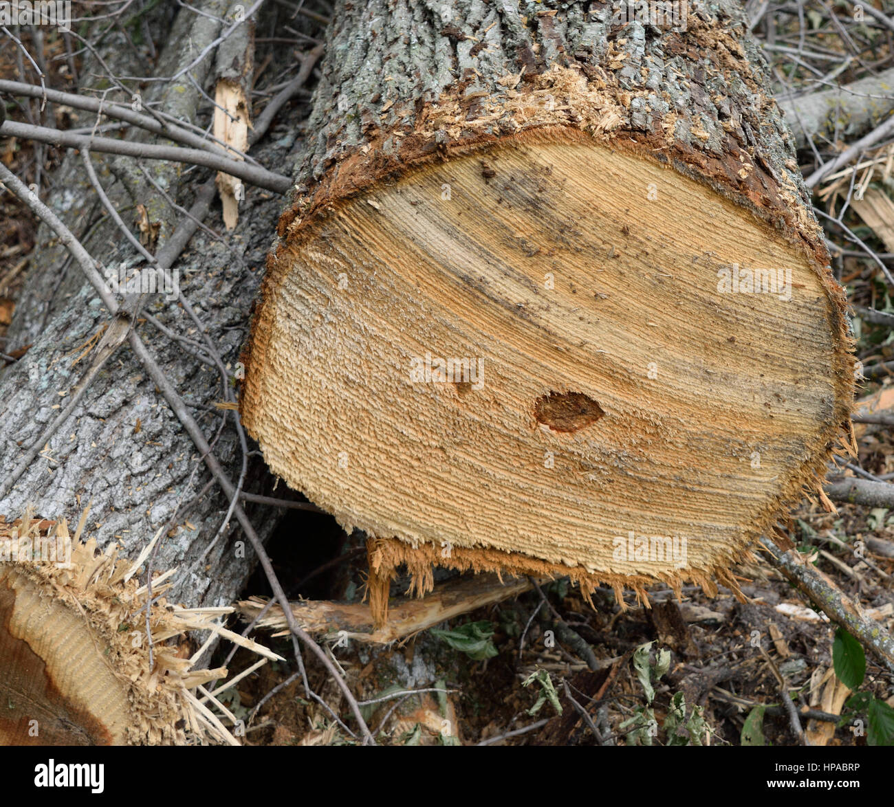Sugar Maple (Acer saccharum) Log End Detail Stock Photo - Alamy