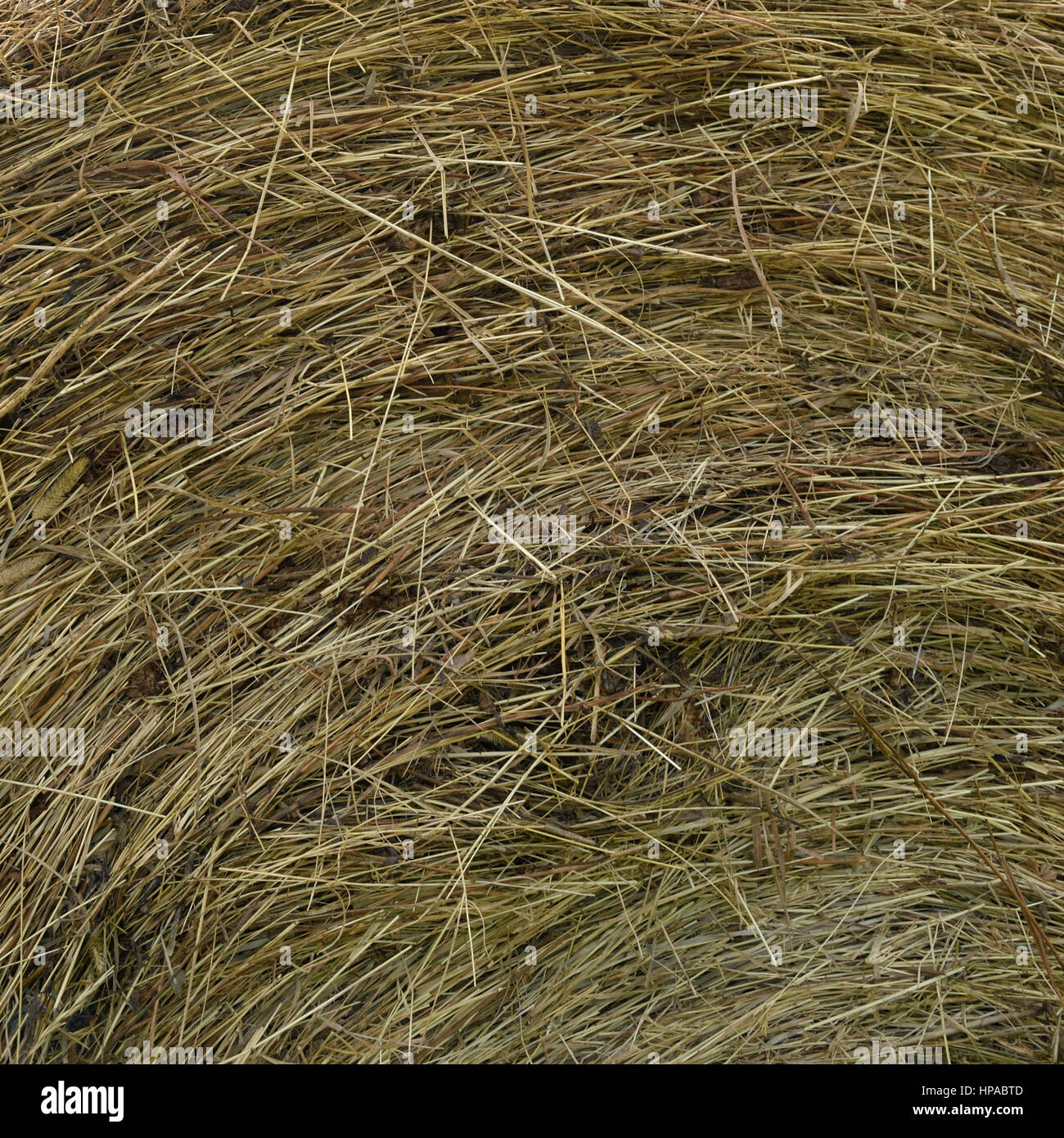 Hay Roundbale Texture Stock Photo - Alamy