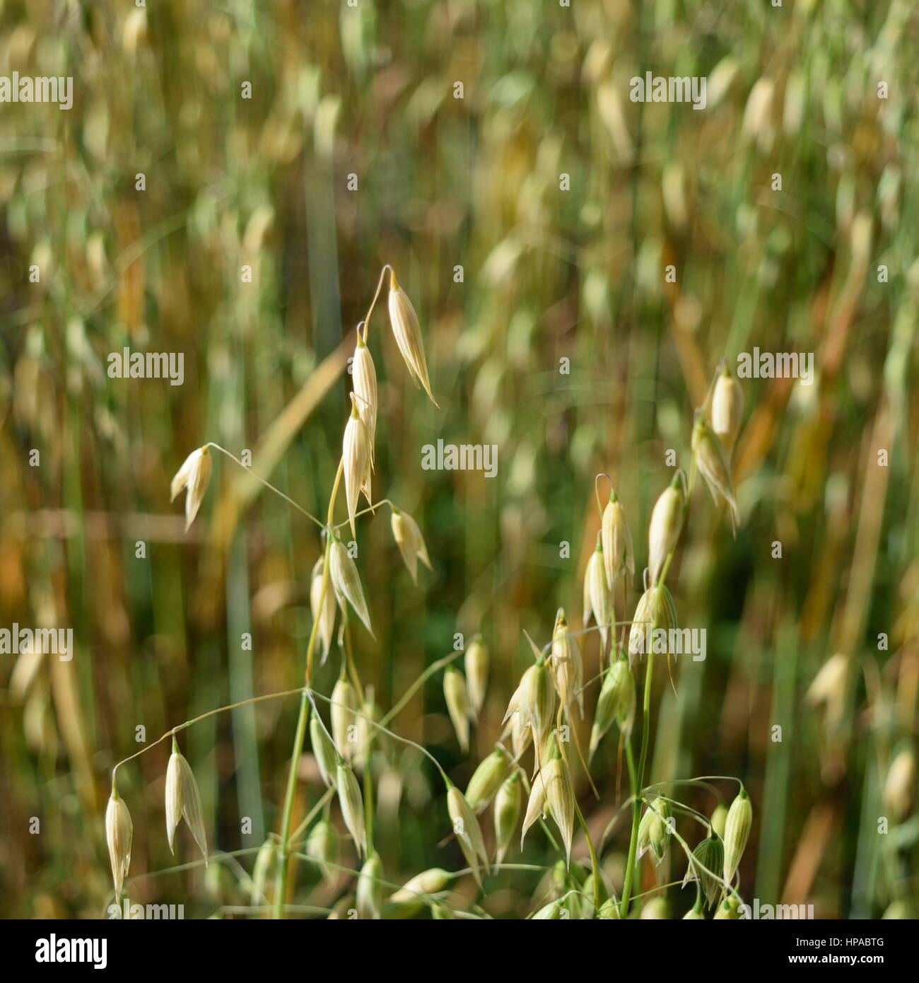 Row oats hi-res stock photography and images - Alamy