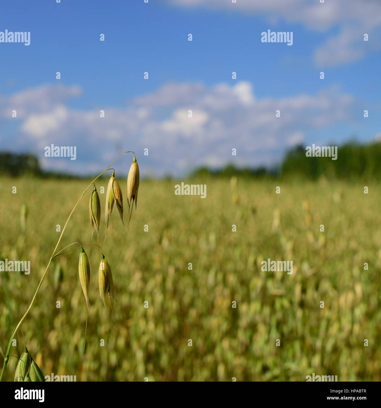 Oat Florets and Blue Sky Stock Photo - Alamy