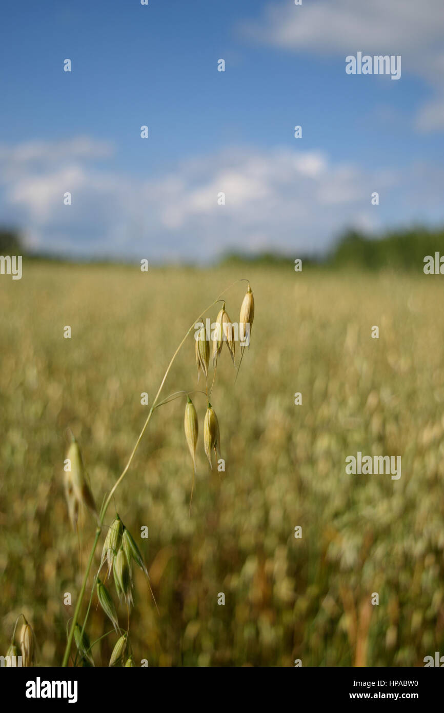 Summer Oat Field Stock Photo - Alamy