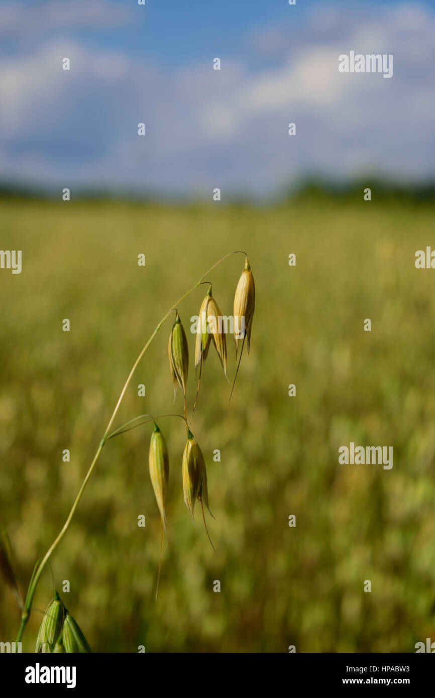 Oat spikelet hi-res stock photography and images - Alamy