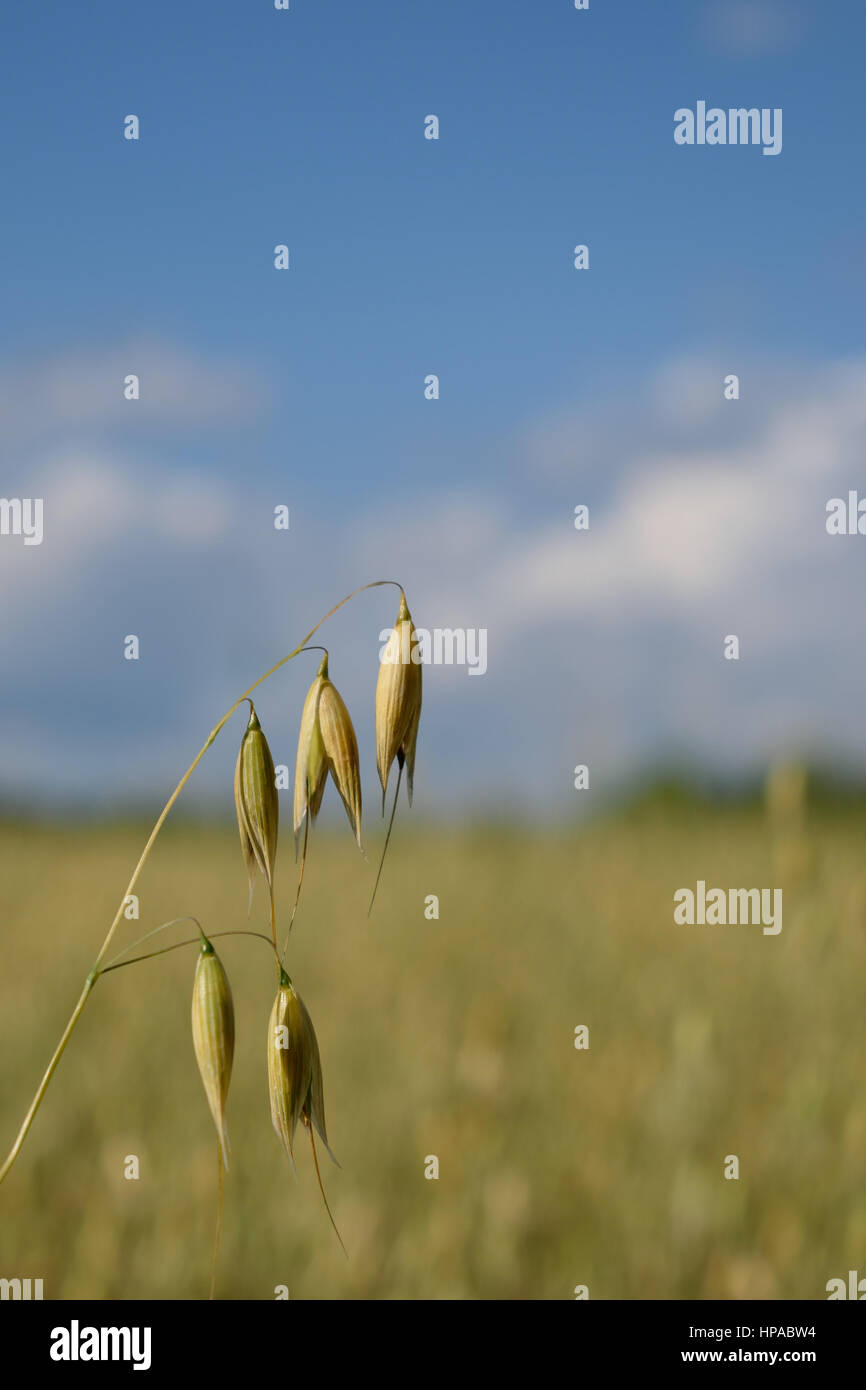 Closeup on Oat Florets Stock Photo - Alamy