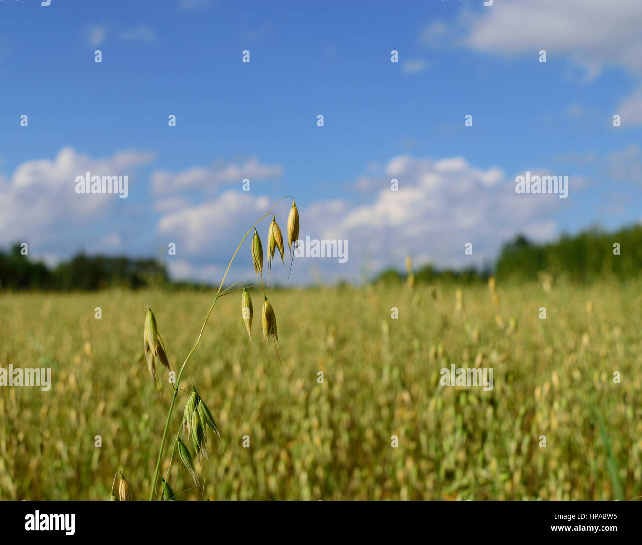 Midwestern Oat Field Stock Photo - Alamy