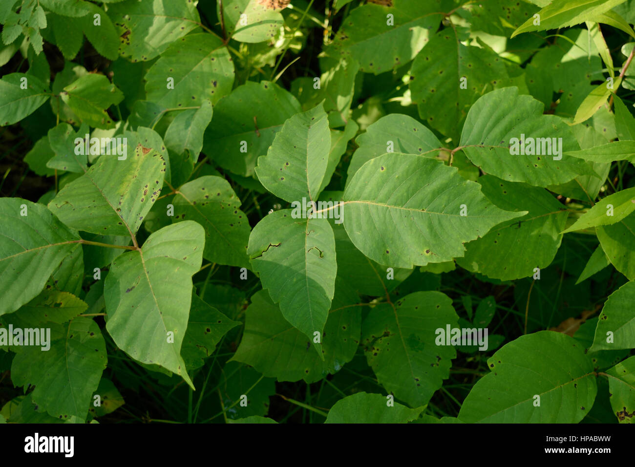 Poison Ivy (Toxicodendron radicans) Plants in Summer Stock Photo - Alamy