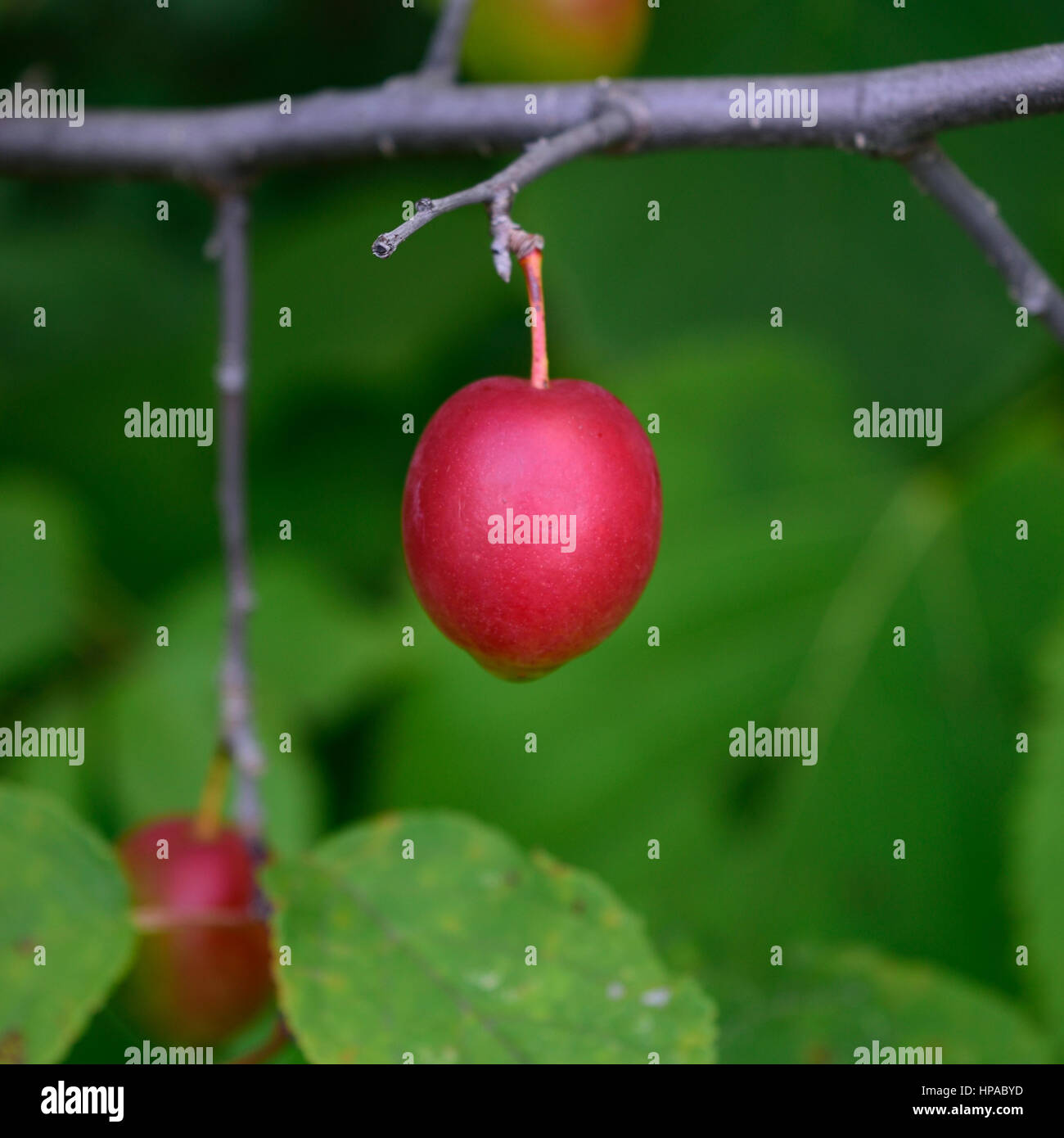 American plum tree hi-res stock photography and images - Alamy