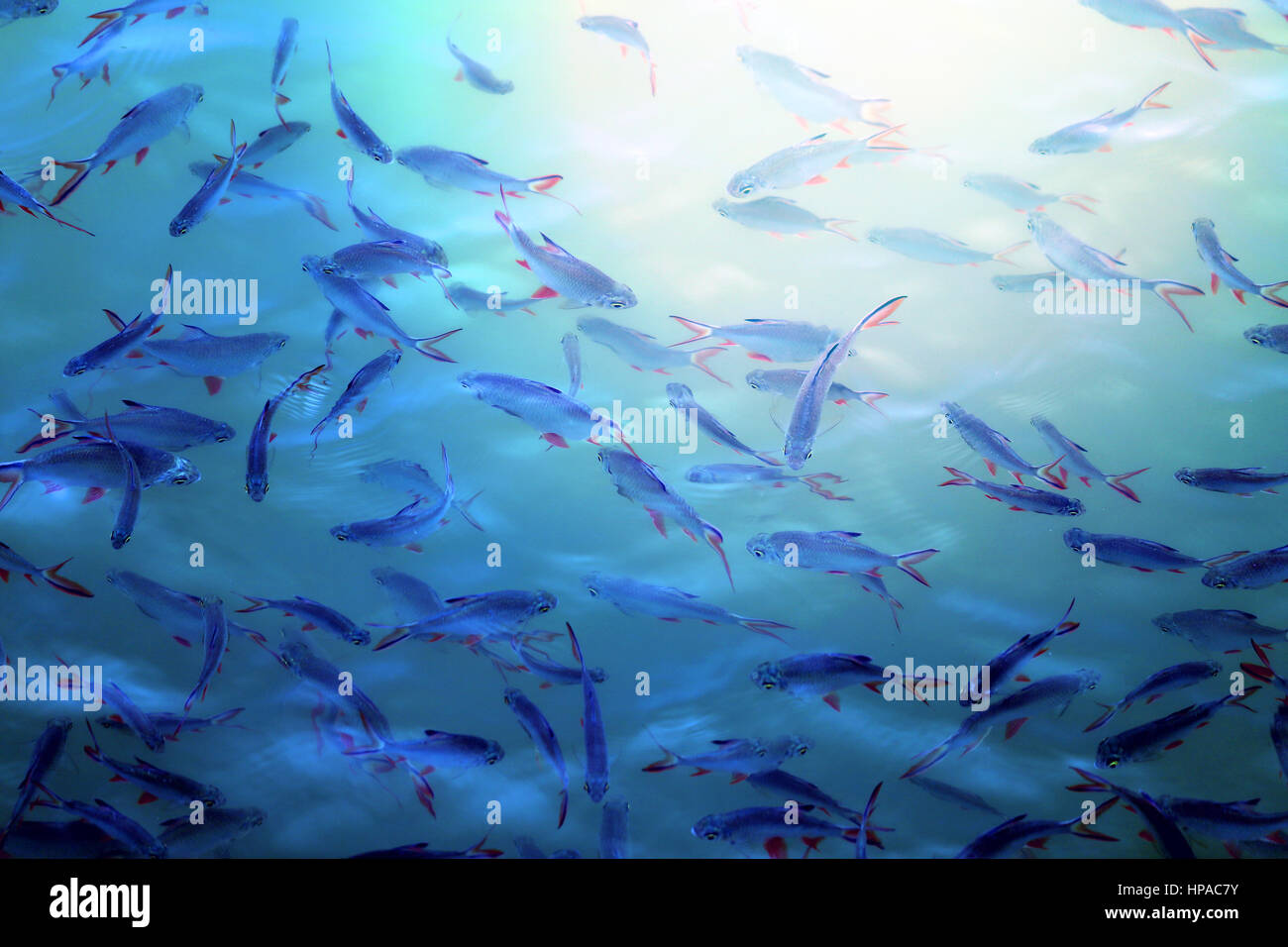 Photo macro different fish Stock Photo - Alamy