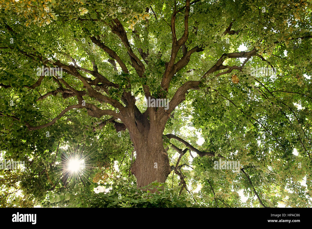 Sun rays through tree branch hi-res stock photography and images - Alamy